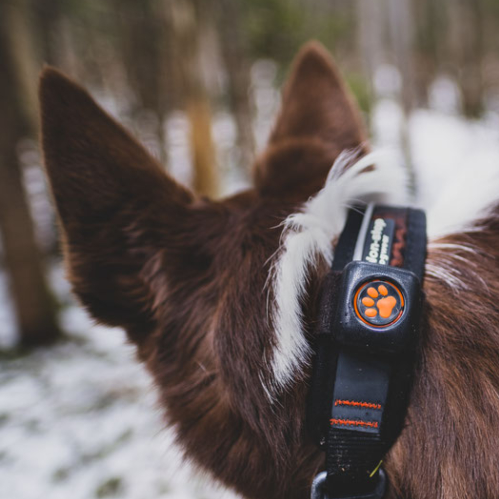 Умный трекер активности для собак. PitPat Dog Activity Monitor купить в ...